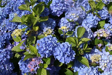 Hydrangea Macrophylla Enziandom