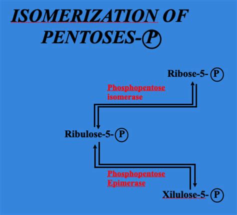 Pentose Phosphate Pathway Ppp Flashcards Quizlet