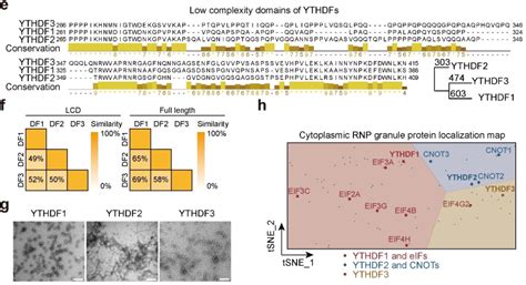 Genome Biol︱何川团队解析ythdf家族蛋白功能的“不同”与“同” 知乎