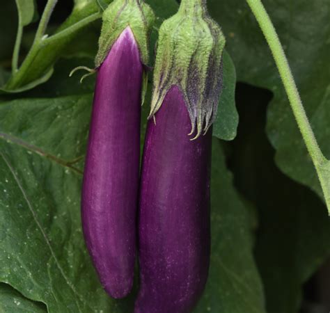 Violet Delight Hybrid Eggplant Seeds — Seeds N Such