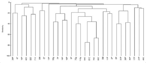 dendrogram based on random amplified polymorphic dna profile of shiga