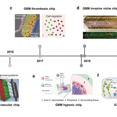 Breast Cancer On Chip A Timeline Showing The Development Of Breast Download Scientific Diagram