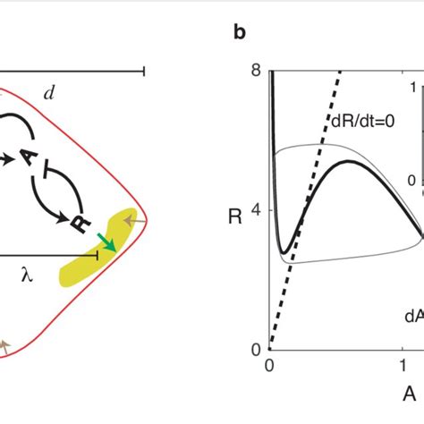 Reaction Diffusion Model Coupled To A Mechanical Model A Schematic Download Scientific