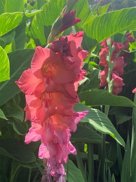 How To Propagate How To Propagate Gladiolus × Hybridus