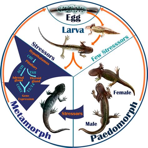 Salamanders Life Cycle