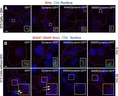 Dynamin Dependent Endocytosis Is Not Required For Smo Localization In