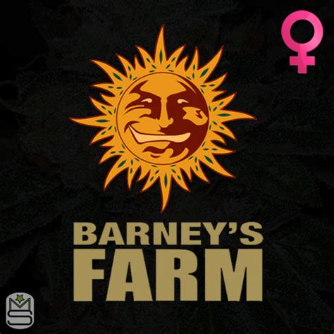 Barneys Farm Auto Tangerine Dream Buy Cannabis Seeds Uk