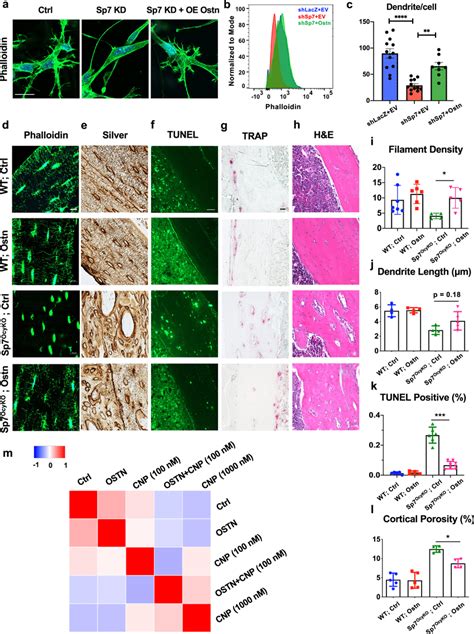 Exogenous Osteocrin Rescues Skeletal Phenotypes Associated With Sp7 Download Scientific Diagram