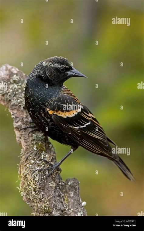 Red Winged Blackbird Agelaius Phoeniceus Juvenile Male Western