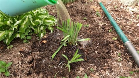 Beginner S Guide How To Divide Irises Planting