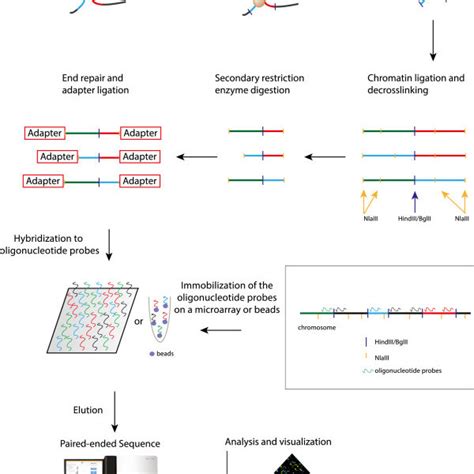 Overview Of The Targeted Chromosome Capture T2c Procedure Isolated Download Scientific