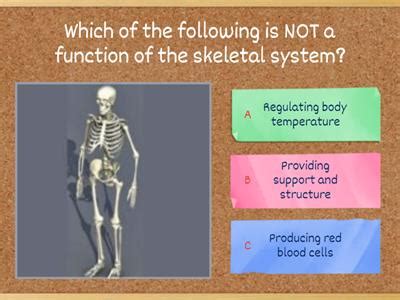 Grade 6 The Skeletal System Teaching Resources