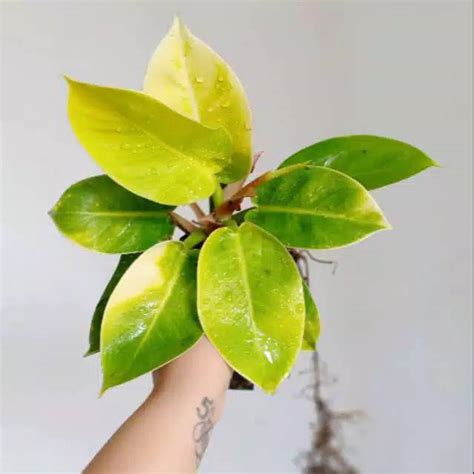 Jual Philodendron Moonlight Philo Lemon Indonesia Shopee Indonesia