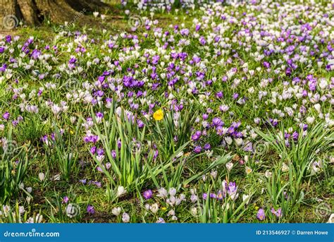 Crocus And Daffodil Stock Image Image Of Clements Crocus 213546927