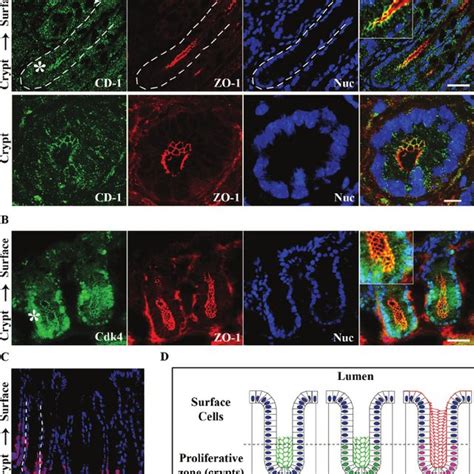 Cyclin D1 Forms A Pdz Dependent Complex With Zo 3 A Western Blot Of Download Scientific
