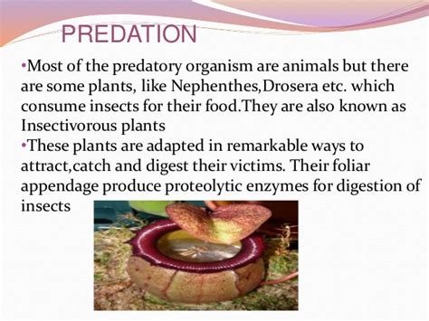 Population Interaction Ppt
