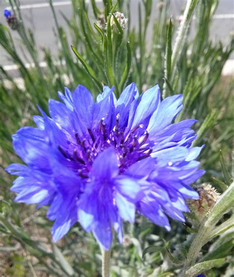 식물 수레국화 식물 생물종 Bric