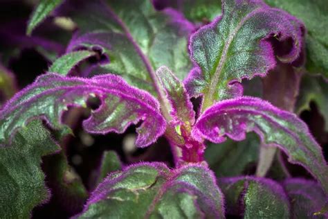 13 Beautiful Plants With Purple And Green Leaves