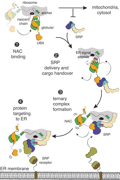Signal Peptide Er At Gemma Nock Blog