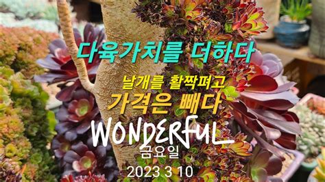 2023년 3월10일 세일 할인~국민다육 방문구매3개5000원선녀와나무꽃화분다육신상안내다육금화분택배다육택배다육이다육식물인천다육 Youtube