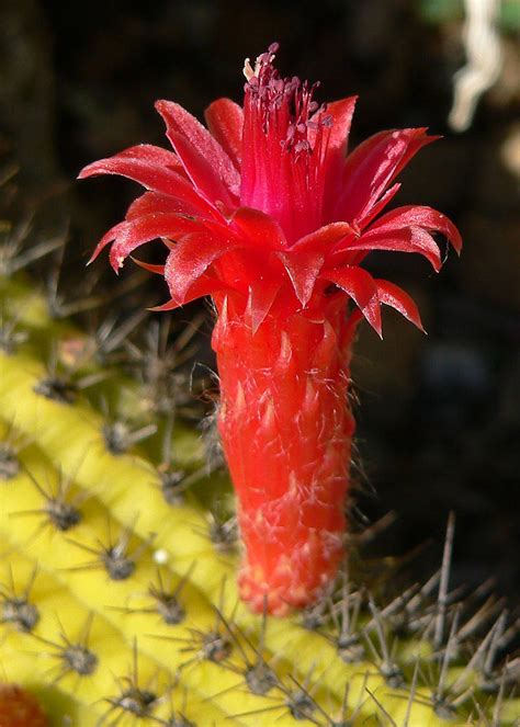 Red Flowered Columnar Cactus 100 Seeds Cleistocactus Samaipatanus Randb