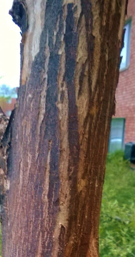 Disease Resistant Elm Identification Guide The Ufor Nursery And Lab