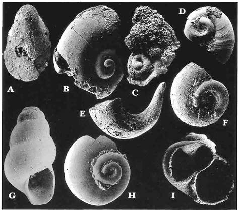 Figure 1 From Evolution Of Small Shelly Fossils Assemblages Of The Early Paleozoic Semantic