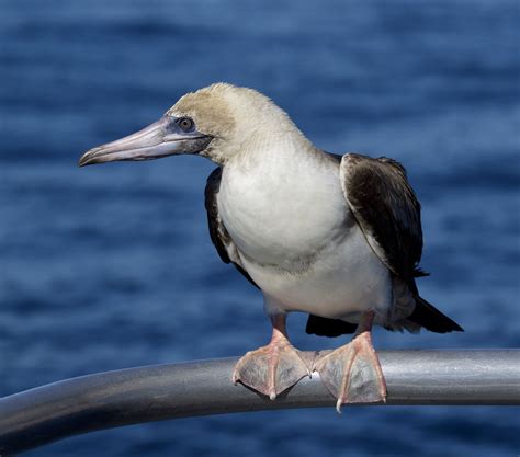 Красноногая олуша Websteri Ebird