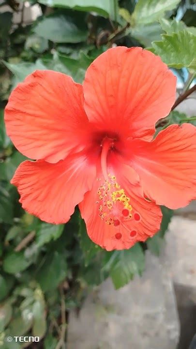 সুন্দর একটি জবা ফুল Flower 🌺🌺🌺🌺🙏🙏 Youtube