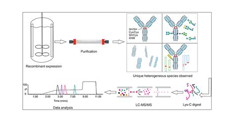 Multi Attribute Monitoring Method For Process Development Of Engineered Antibody For Site