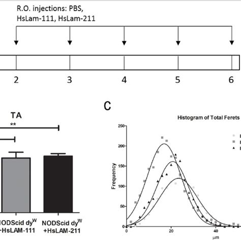 Treatment With Hslam 111 Improved Mouse Activity In Lama2 Cmd Mouse