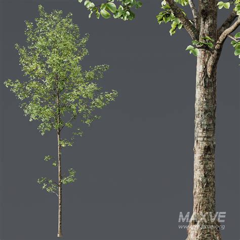 Alnus Glutinosa 3d Model Download Maxve