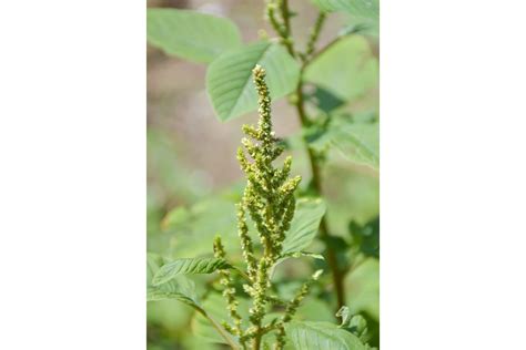 Amaranthus Blitum