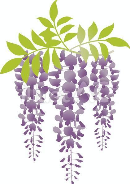 藤の花イラスト No 23244240｜無料イラスト・フリー素材なら「イラストac」