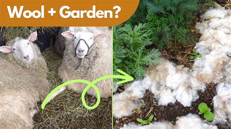 3 Ways To Use Wool In The Garden Or Greenhouse Youtube