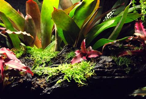 Plants In Your Bioactive Dart Frog Vivarium Josh S Frogs How To Guides Frog Terrarium