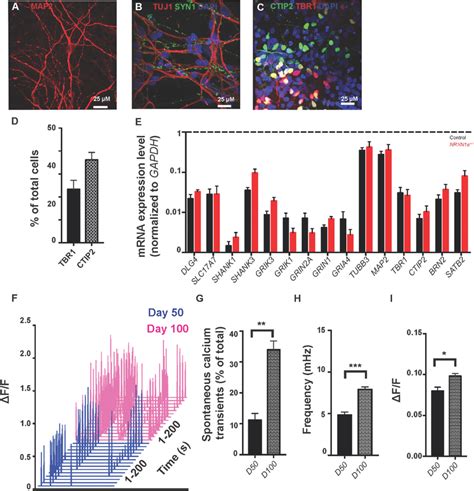 differentiation and validation of the cortical excitation neurons a c