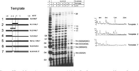 Figure 2 From Interrupting The Template Strand Of The T7 Promoter Facilitates Translocation Of