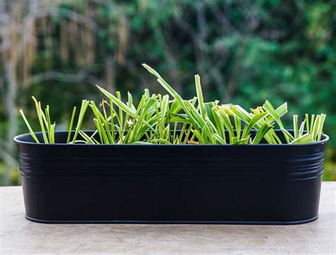 How To Grow Broccoli In Containers