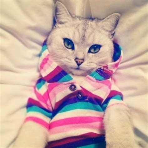 Милые котики с одеждой 51 фото