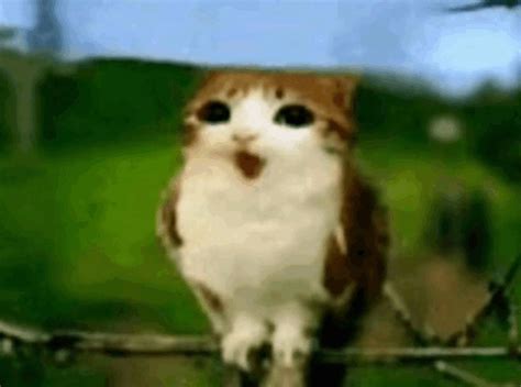 Meowl Meme Meowl Descubre Y Comparte 