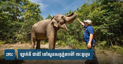 «ឡាក់គី ដំរី នៅភ្នំតាម៉ៅ ចេះគូររូប Koh Santepheap Daily