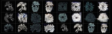 Computational Matrix Showcasing Mycelias Original Growth And