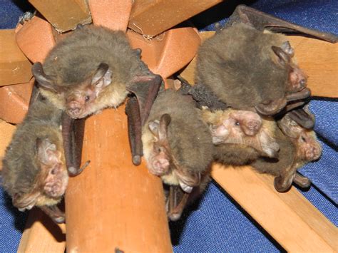 Microbats A Bellingen Diary