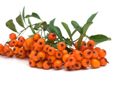 รูปภาพsorb เลือกดูภาพถ่ายสต็อก เวกเตอร์ และวิดีโอ8959 Adobe Stock