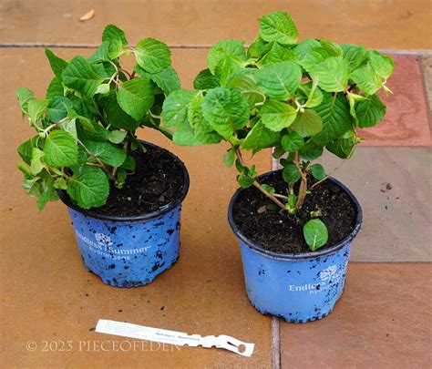 Sweet Hydrangea Alabama