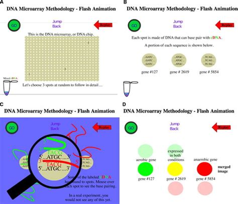 Dna Microarray Wet Lab Simulation Brings Genomics Into The High School
