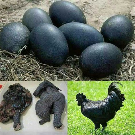 Ayam Cemani The Unique Black Chicken Breed From Indonesia Ayam