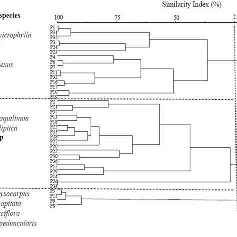Cluster Dendrogram Of Shrubs Showing Similarity Index Arbitrarily