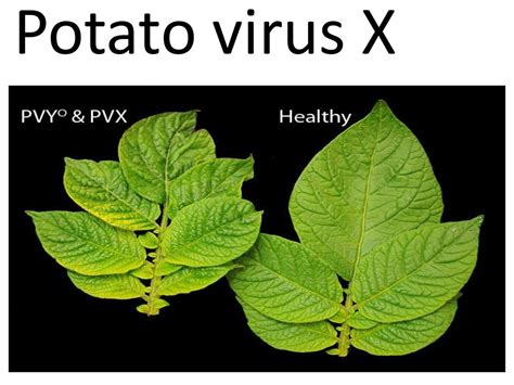 Potato Virus Plrv Pvx Pvy